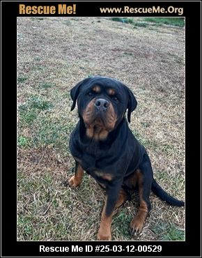 - Georgia Rottweiler Rescue - ADOPTIONS - Rescue Me!