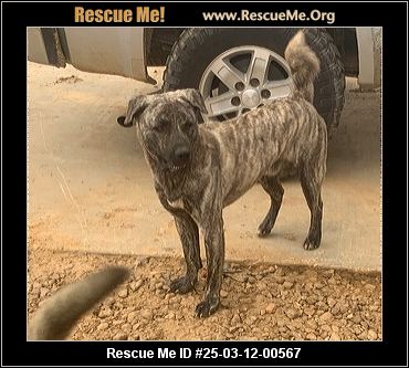- Mississippi Dog Rescue - ADOPTIONS - Rescue Me!