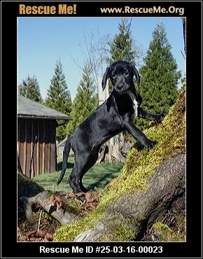 - Washington German Shorthaired Pointer Rescue - ADOPTIONS - Rescue Me!