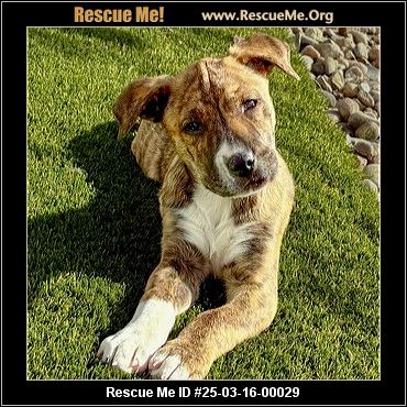 - Colorado Dog Rescue - ADOPTIONS - Rescue Me!