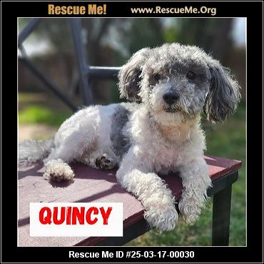 - California Poodle Rescue - ADOPTIONS - Rescue Me!