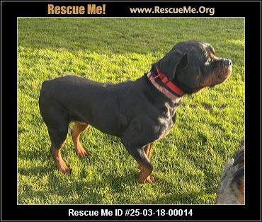 - Oregon Rottweiler Rescue - ADOPTIONS - Rescue Me!