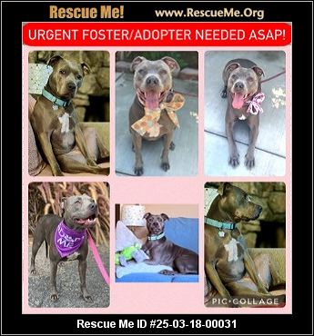 - California Pit Bull Rescue - ADOPTIONS - Rescue Me!
