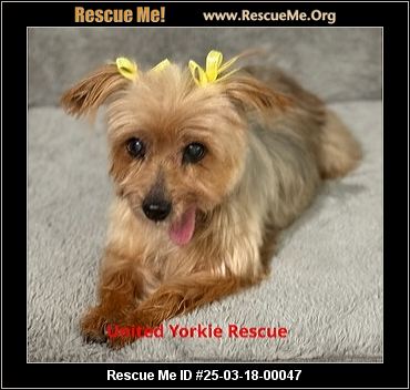 - Texas Yorkie Rescue - ADOPTIONS - Rescue Me!