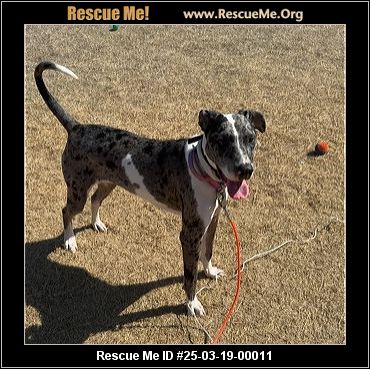 - Kansas Dog Rescue - ADOPTIONS - Rescue Me!