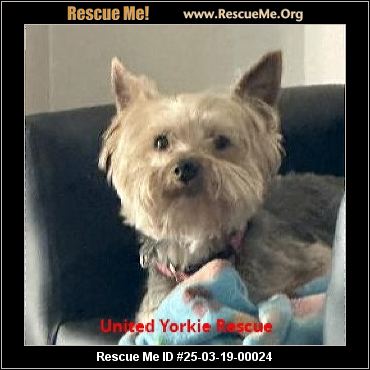 - Texas Yorkie Rescue - ADOPTIONS - Rescue Me!