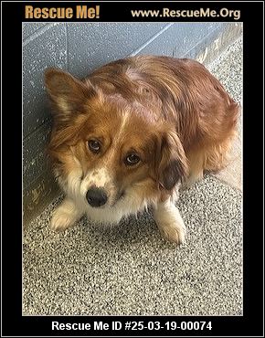 - Oklahoma Dog Rescue - ADOPTIONS - Rescue Me!