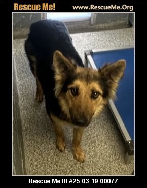 - Oklahoma Dog Rescue - ADOPTIONS - Rescue Me!