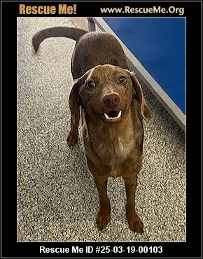 - Oklahoma Beagle Rescue - ADOPTIONS - Rescue Me!