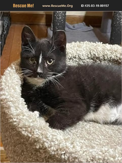ADOPT 25031900157 ~ Domestic Cat Rescue ~ Howell, NJ