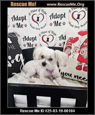 - Florida Maltese Rescue - ADOPTIONS - Rescue Me!
