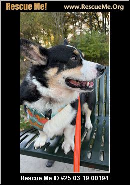 - Wisconsin Corgi Rescue - ADOPTIONS - Rescue Me!