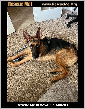 - Texas German Shepherd Rescue - ADOPTIONS - Rescue Me!