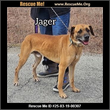 - Missouri Boxer Rescue - ADOPTIONS - Rescue Me!