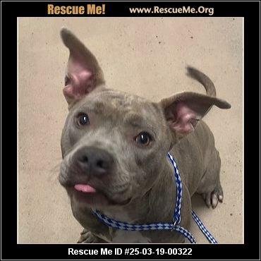 - Texas Mutt Rescue - ADOPTIONS - Rescue Me!