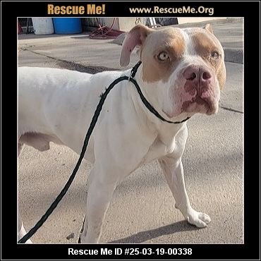 - Texas Mutt Rescue - ADOPTIONS - Rescue Me!