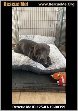 - Rhode Island Dog Rescue - ADOPTIONS - Rescue Me!