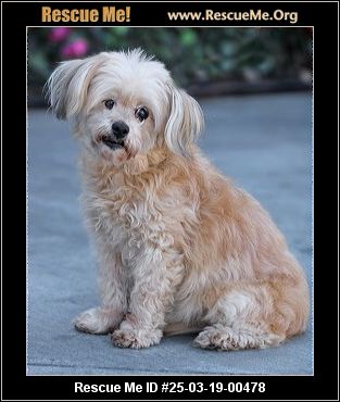 - California Maltese Rescue - ADOPTIONS - Rescue Me!