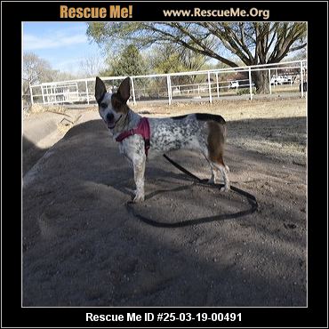- New Mexico Dog Rescue - ADOPTIONS - Rescue Me!