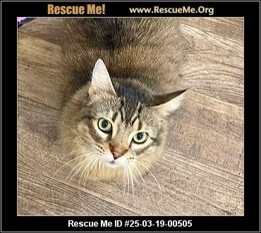 - Oregon Cat Rescue - ADOPTIONS - Rescue Me!