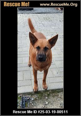 - Maine Dog Rescue - ADOPTIONS - Rescue Me!