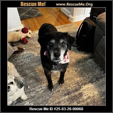 - Delaware Dog Rescue - ADOPTIONS - Rescue Me!