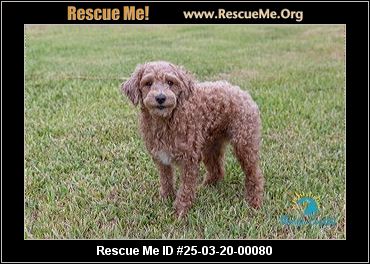 - Florida Poodle Rescue - ADOPTIONS - Rescue Me!