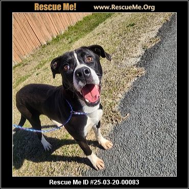 - New York Dog Rescue - ADOPTIONS - Rescue Me!