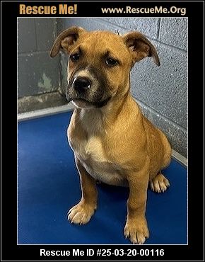 - Oklahoma Dog Rescue - ADOPTIONS - Rescue Me!