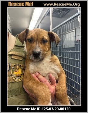 - Oklahoma Dog Rescue - ADOPTIONS - Rescue Me!