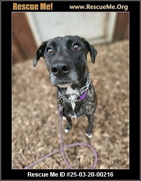 - Oregon Dog Rescue - ADOPTIONS - Rescue Me!