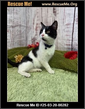 - Missouri Cat Rescue - ADOPTIONS - Rescue Me!