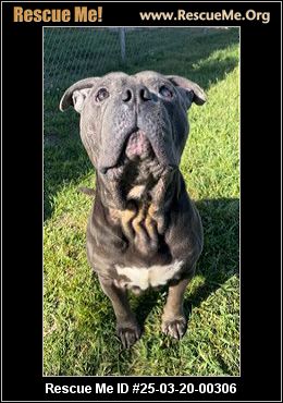 - Texas Bulldog Rescue - ADOPTIONS - Rescue Me!