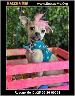 - California Pug Rescue - ADOPTIONS - Rescue Me!