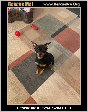 - Florida Miniature Pinscher Rescue - ADOPTIONS - Rescue Me!