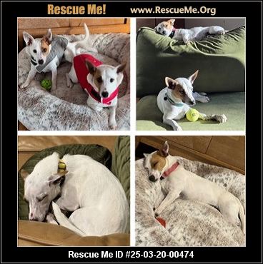 - Indiana Dog Rescue - ADOPTIONS - Rescue Me!