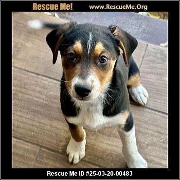 - New Jersey Dog Rescue - ADOPTIONS - Rescue Me!