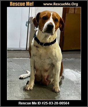 - New York Dog Rescue - ADOPTIONS - Rescue Me!