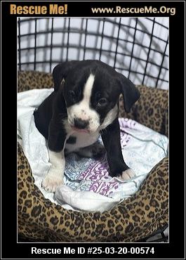 - New York Dog Rescue - ADOPTIONS - Rescue Me!