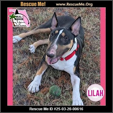 - Florida Dog Rescue - ADOPTIONS - Rescue Me!
