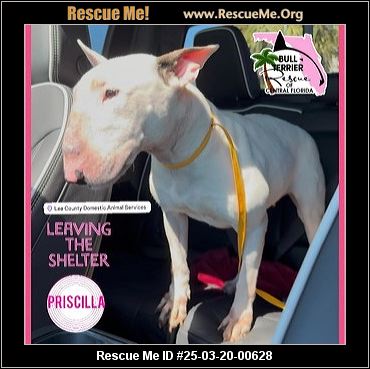 - Florida Bull Terrier Rescue - ADOPTIONS - Rescue Me!