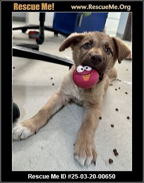 - Colorado Lab Rescue - ADOPTIONS - Rescue Me!