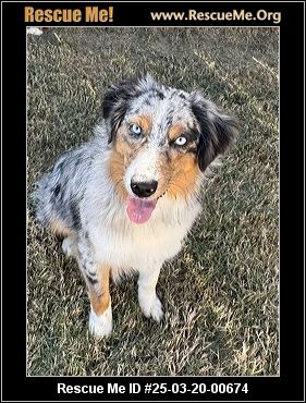 - Texas Australian Shepherd Rescue - ADOPTIONS - Rescue Me!