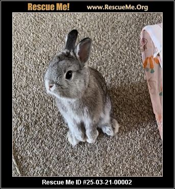 - California Rabbit Rescue - ADOPTIONS - Rescue Me!