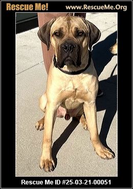 - North Carolina Dog Rescue - ADOPTIONS - Rescue Me!