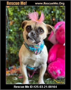 - California Pug Rescue - ADOPTIONS - Rescue Me!