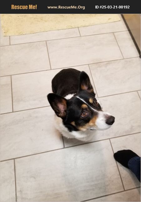 ADOPT 25032100192 ~ Corgi Rescue ~ Uhland, TX