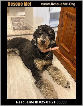 - Pennsylvania Poodle Rescue - ADOPTIONS - Rescue Me!