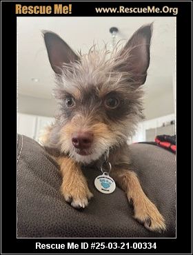 - Arizona Yorkie Rescue - ADOPTIONS - Rescue Me!
