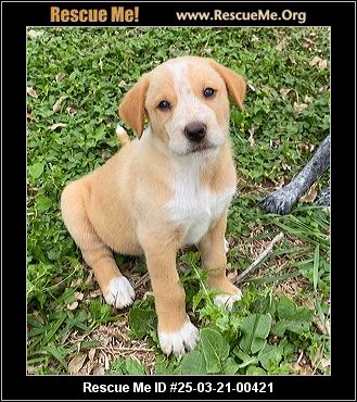 - New Jersey Dog Rescue - ADOPTIONS - Rescue Me!